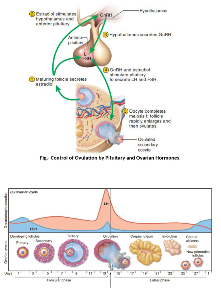 Cycle | PDF