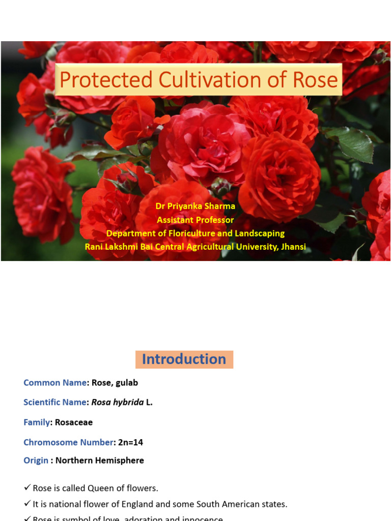 Protected Rose Cultivation Guide | PDF | Rose | Pruning