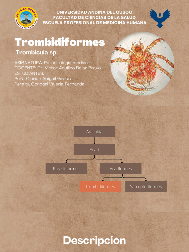 Trombicula SP PDF | PDF | Inflamación | Sistema inmune