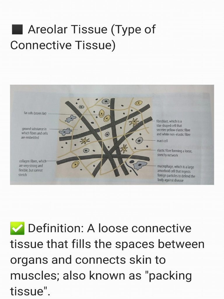 Life Science (Animal Tissues Connective Tissues) - 250507 - 192337 | PDF