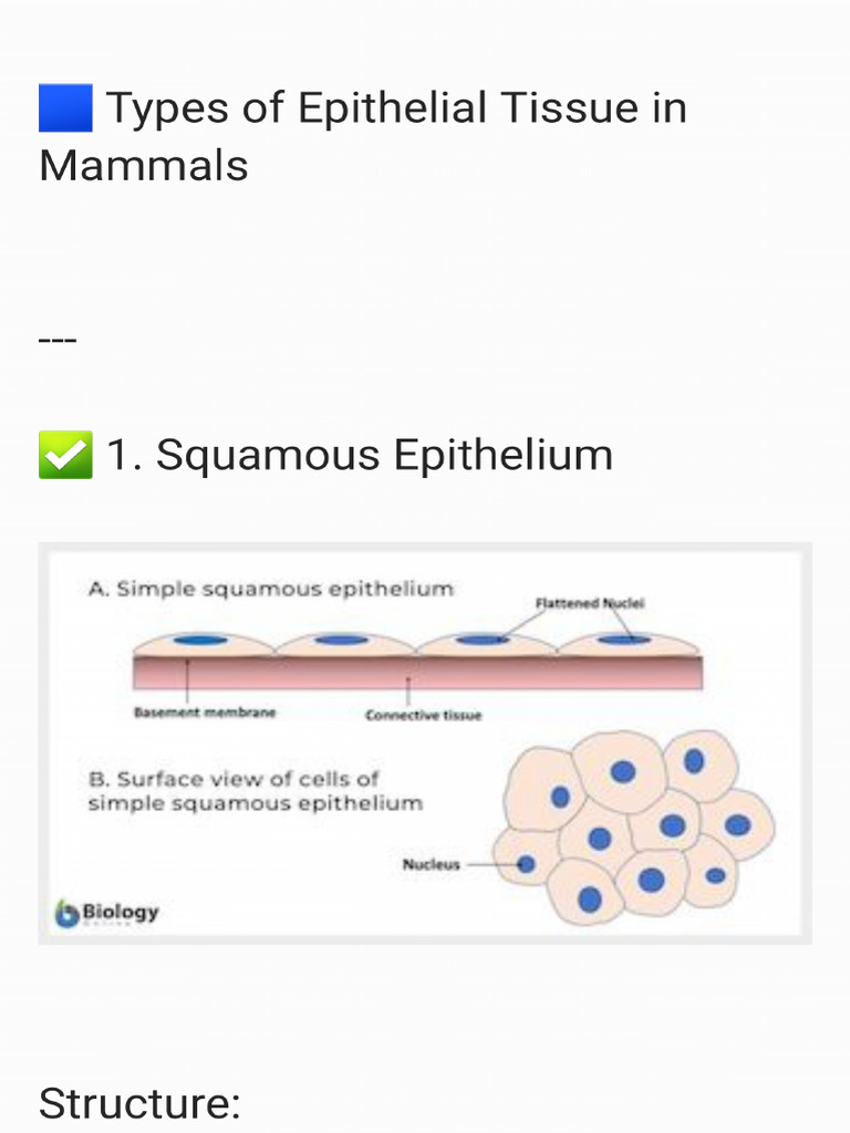 Life Science (Animal Tissues Epithelial) - 250507 - 185345 | PDF