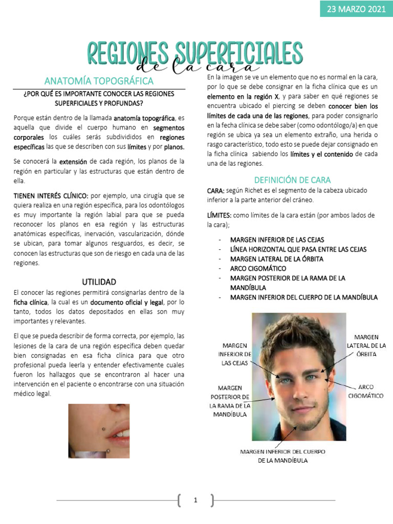C.1 REGIONES SUPERFICIALES DE LA CARA | PDF | Nariz humana | Labio