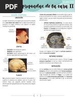 Anatomía de la Fosa Temporal e Infratemporal | PDF | Cráneo | Vena