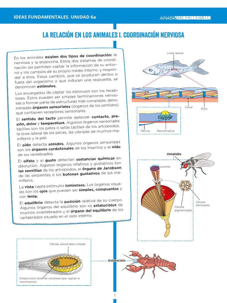 Correos Electrónicos 1bgca - U06 - Loesencial | PDF | Sistema nervioso | Sentidos