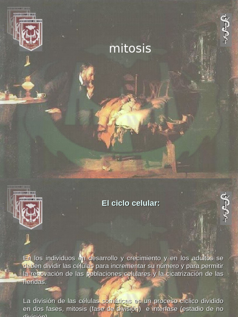 8 Mitosis | PDF | Mitosis | Cromosoma