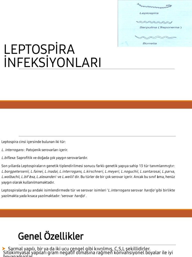 Leptospi̇ra İnfeksi̇yonlari | PDF