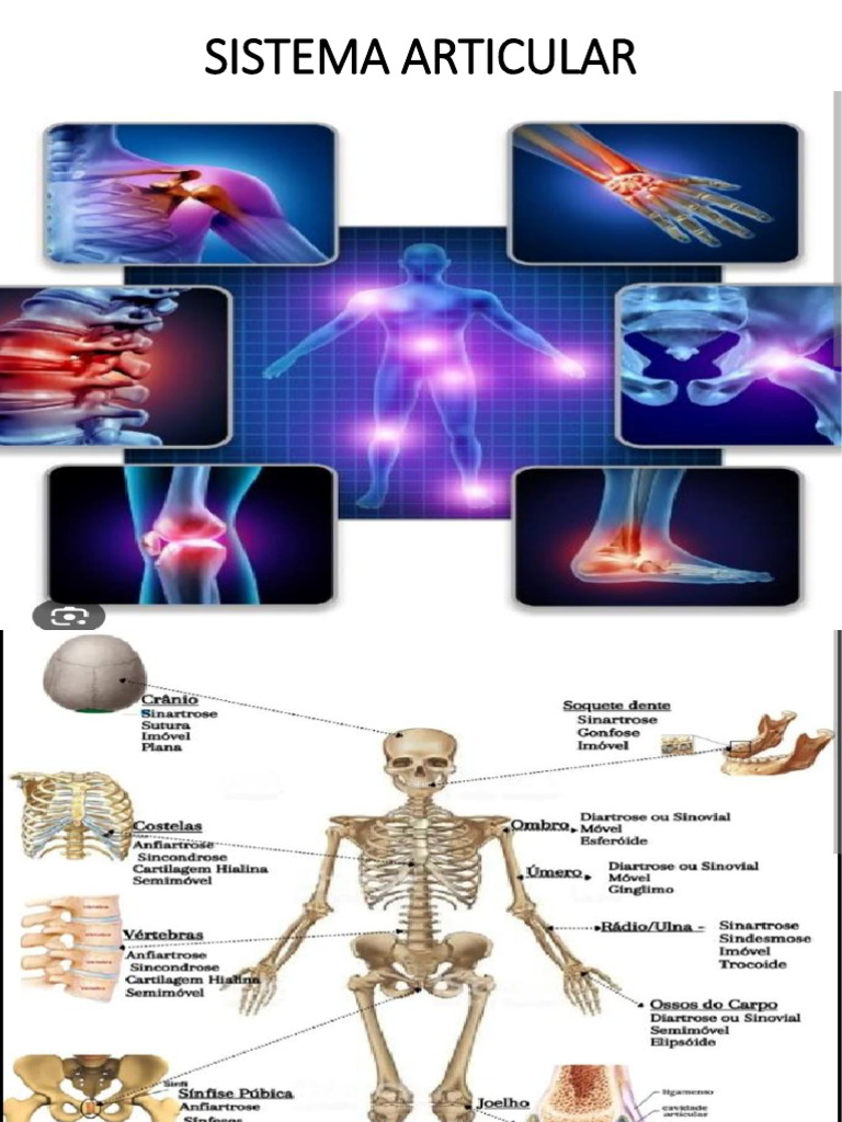 Sistema Articular | PDF