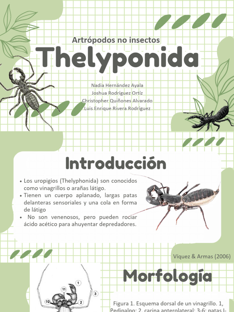 Uropigy 20250511 201501 0000 | PDF | Zoología | Artrópodos