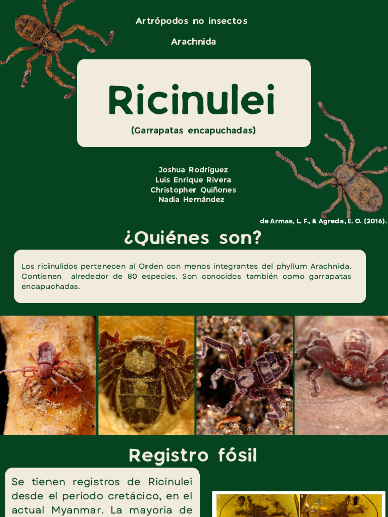 Ricinulei _20250513_062033_0000 | PDF | Zoología