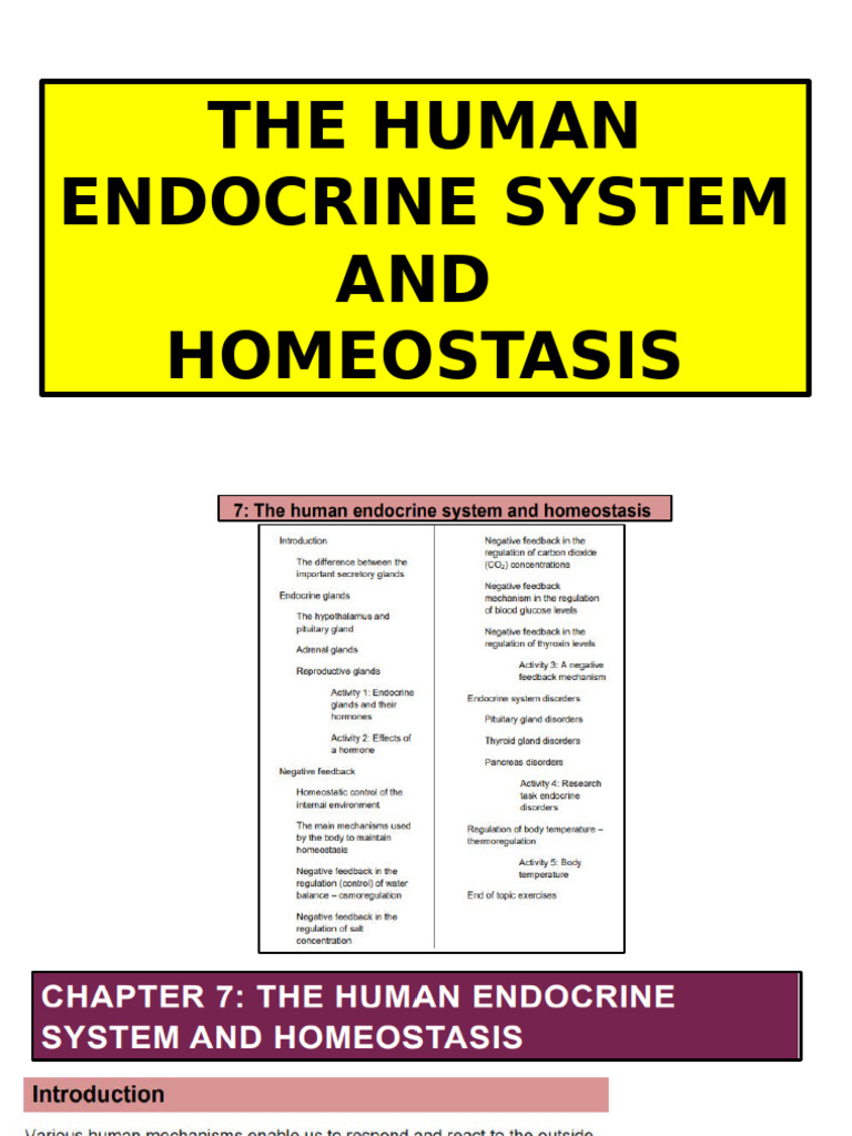 The Human Endocrine System and Homeostasis | PDF