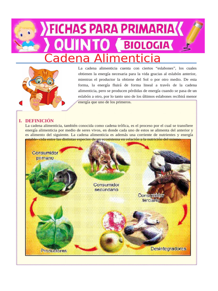 Cadena Alimenticia para Quinto de Primaria | PDF | Comiendo | Red ...