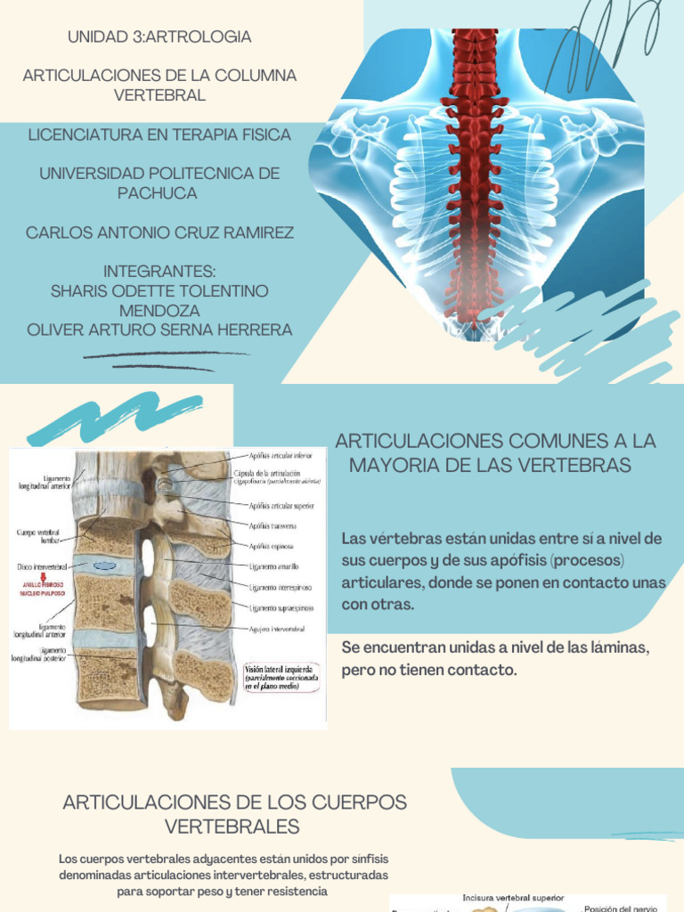 Articulaciones de La Columna Vertebral | PDF | Articulación | Vértebra