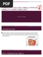 Fases del Ciclo del Crecimiento Capilar | PDF | Pelo | Sistema tegumentario