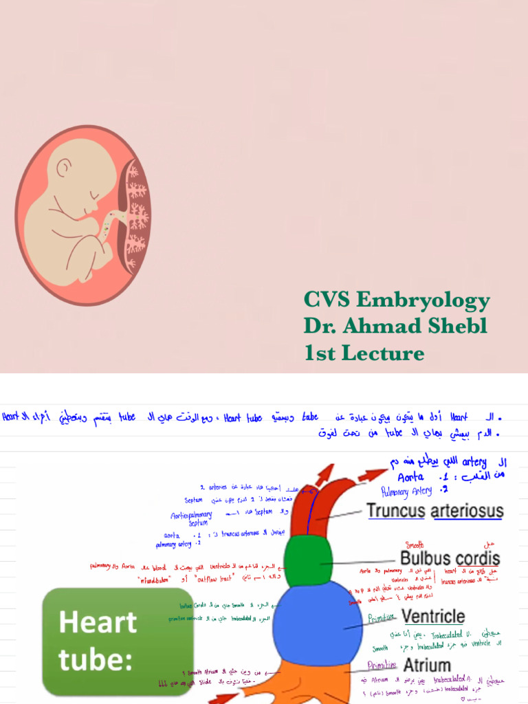 CVS Embryology, Dr. Shebl | PDF | Atrium (Heart) | Heart