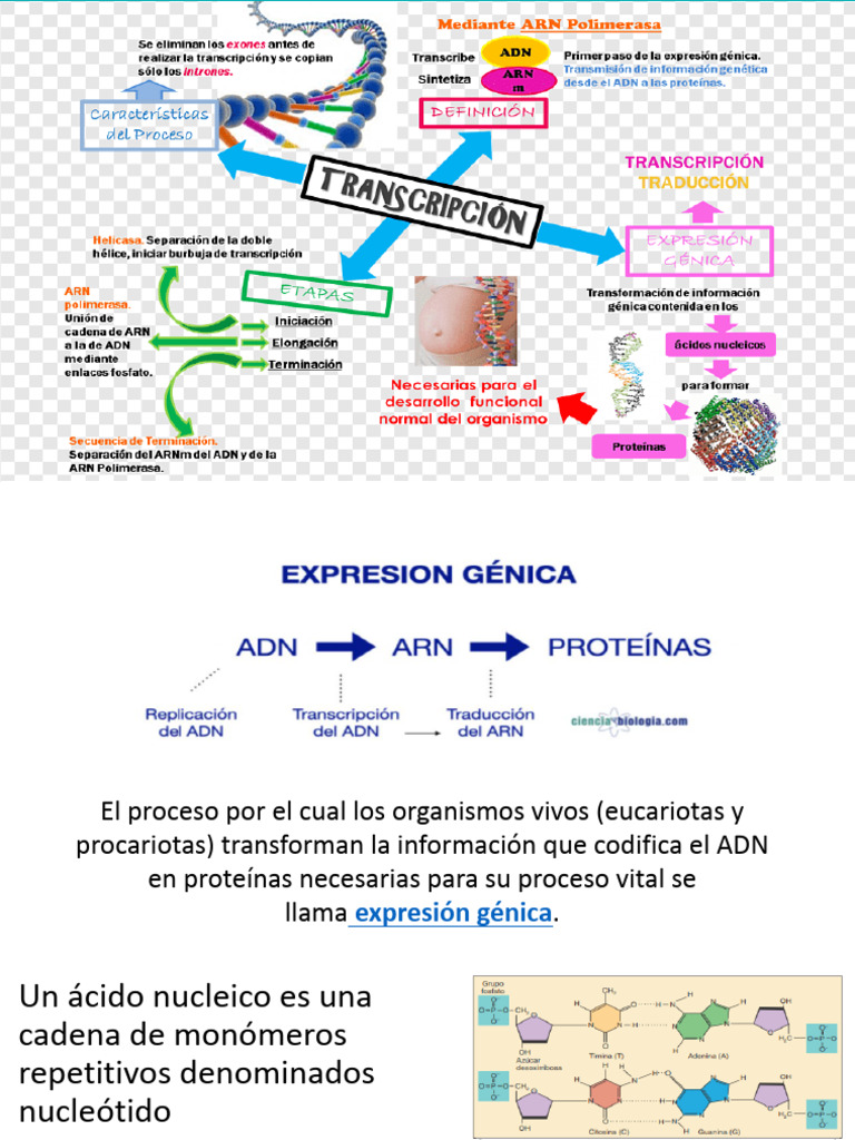 Transcripción y Traducción | PDF | Rna | Adn
