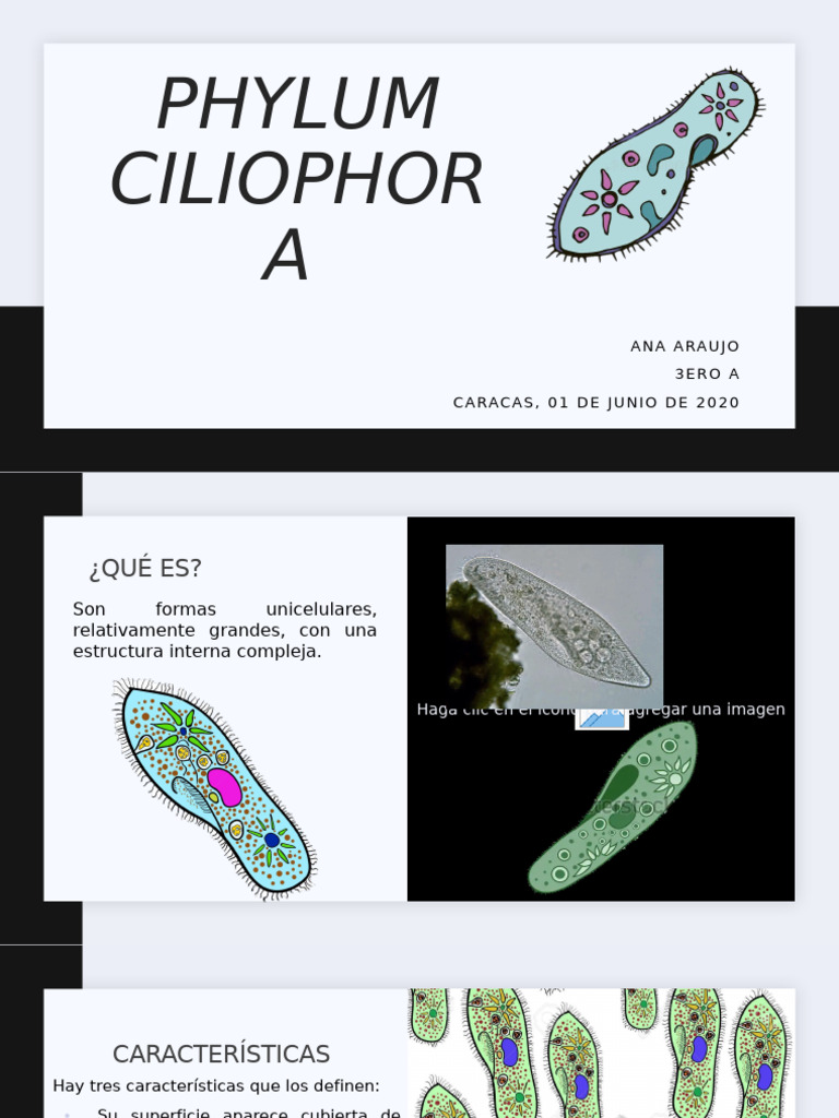 Phylum Ciliophora | PDF