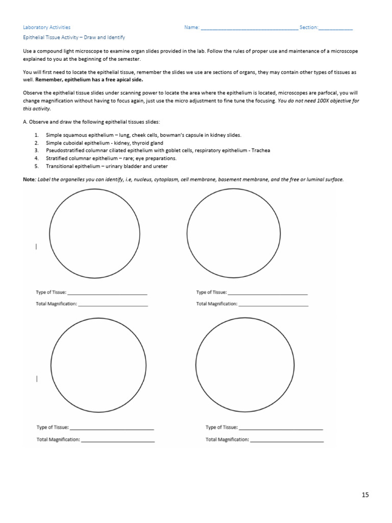 Tissue Student Lab Sheet | PDF | Epithelium | Connective Tissue