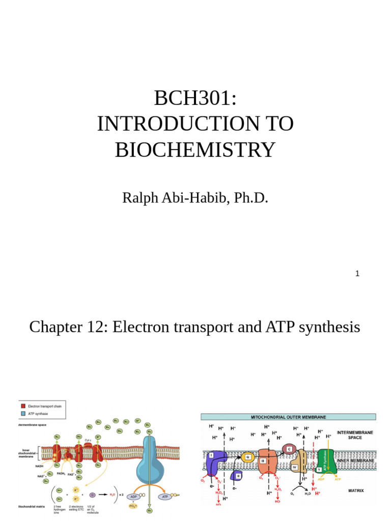 Electron Transport Chain and ATP Synthesis | PDF | Electron Transport ...