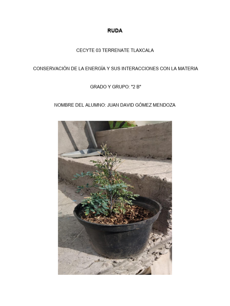 Planta Medicinal (Ruda) (Juan David G M) | PDF | Plantas | Botánica