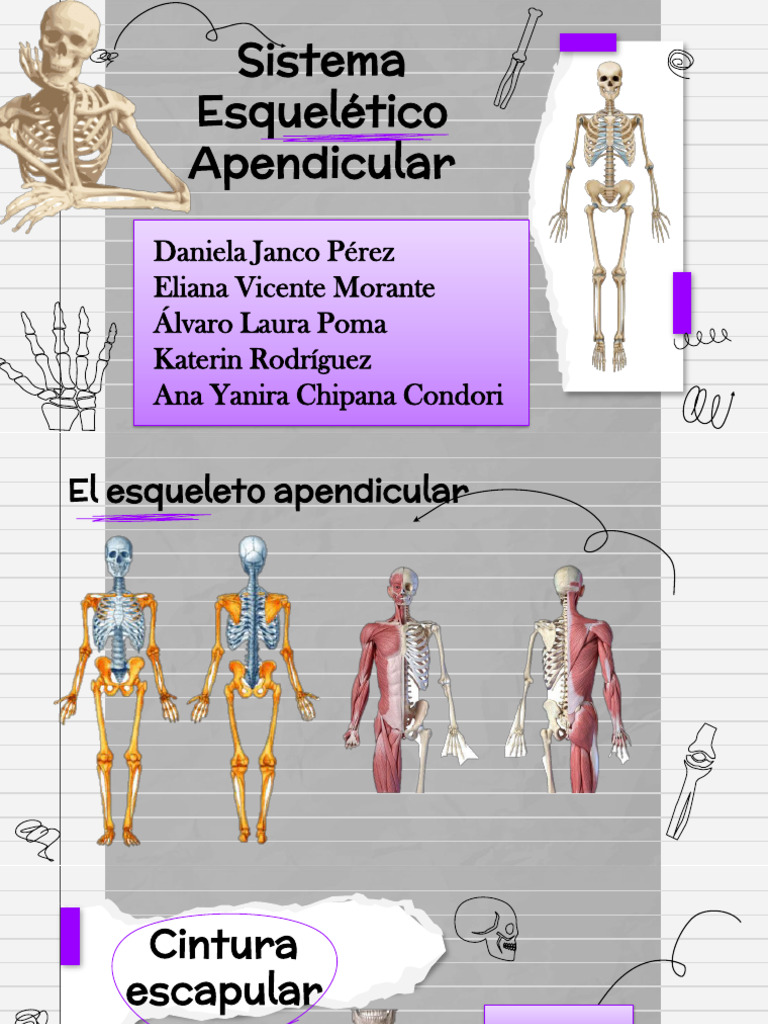 Anatomía del Esqueleto Apendicular | PDF | Codo | Sistema ...