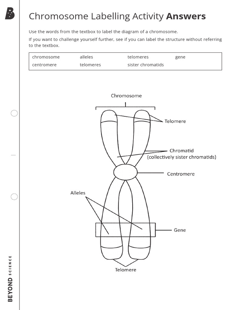 Chromosome Labelling Activity - Answers | PDF