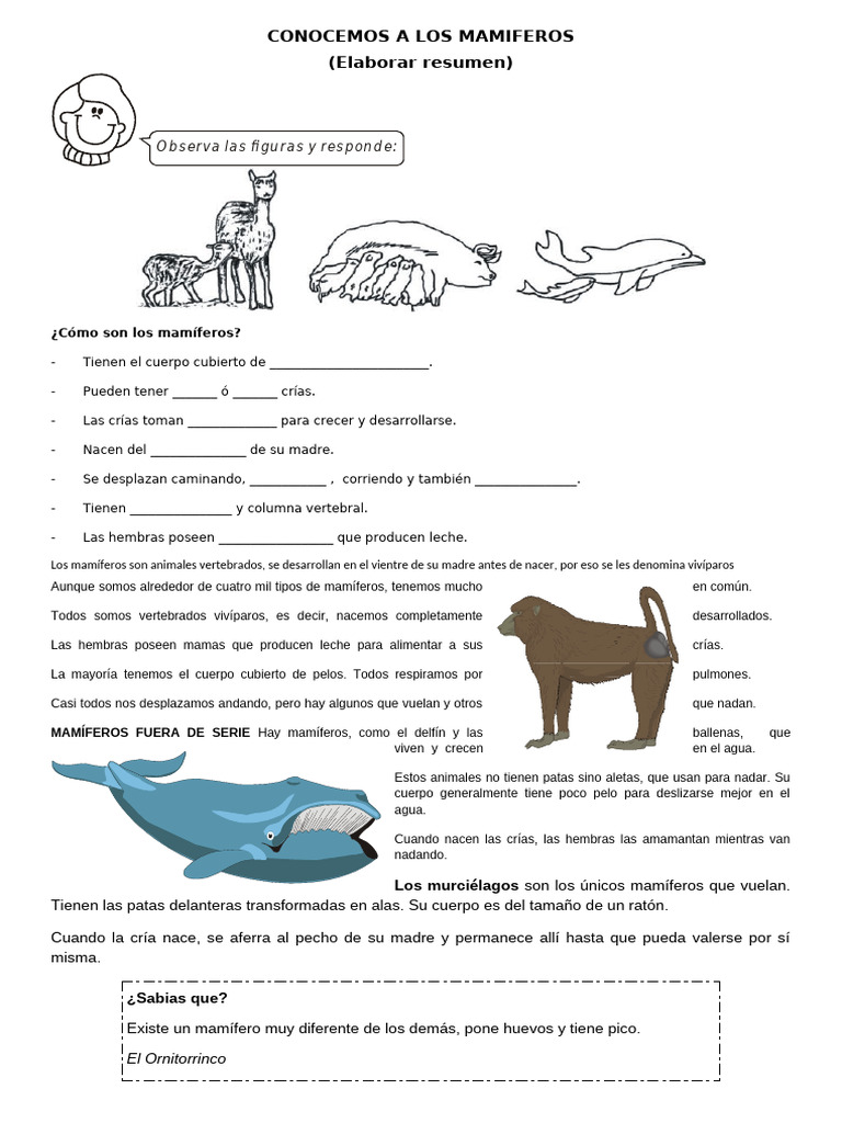 Caracteristicas de Los Mamiferos | PDF | Mamíferos | Zoología