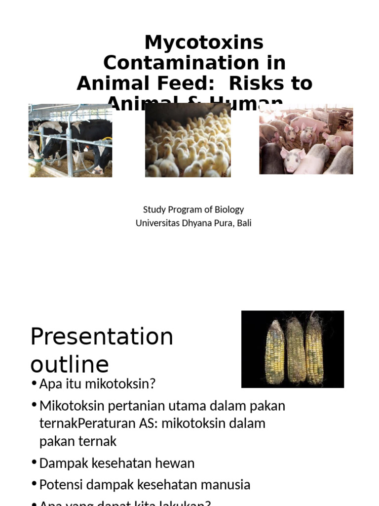 Mycotoxin Contamination - Fix | PDF