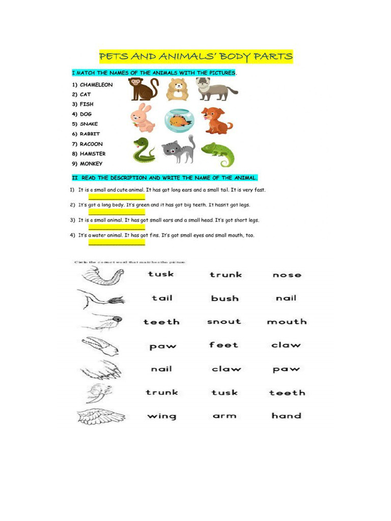 Animal S Body Exercises | PDF
