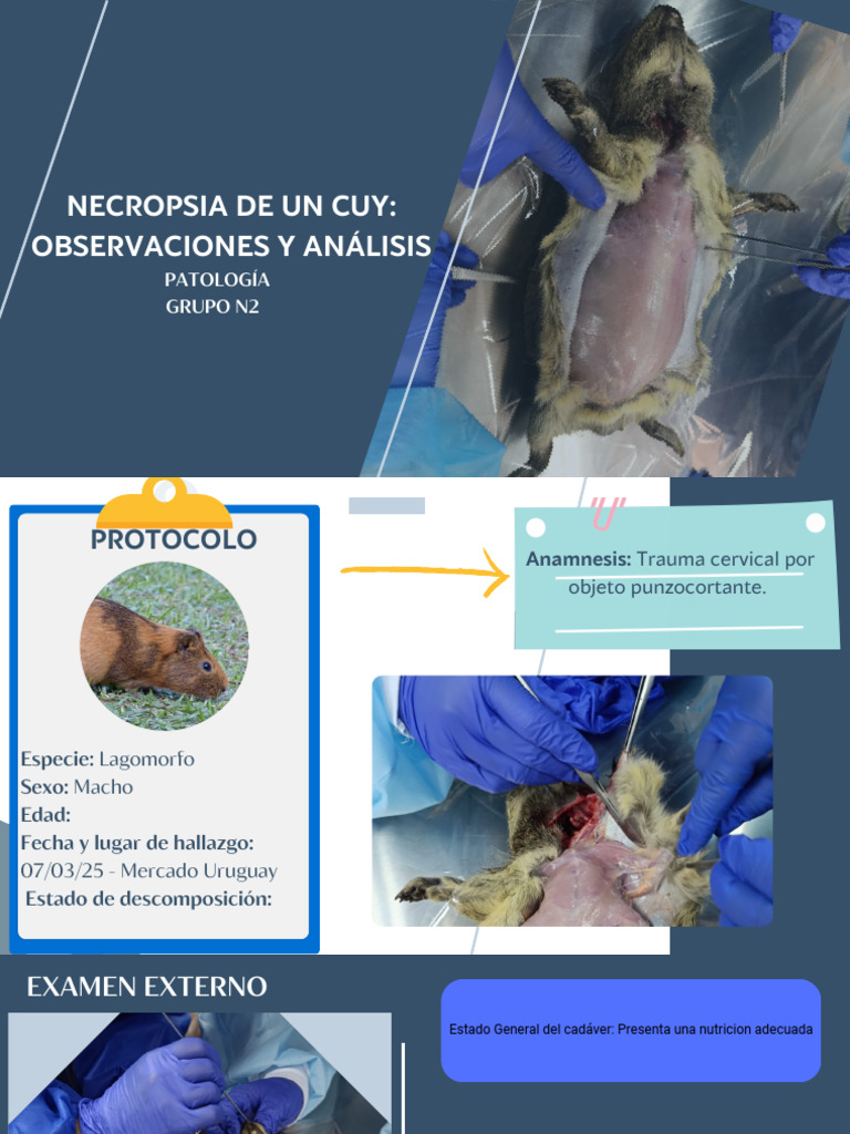 Necropsia Grupo2 | PDF