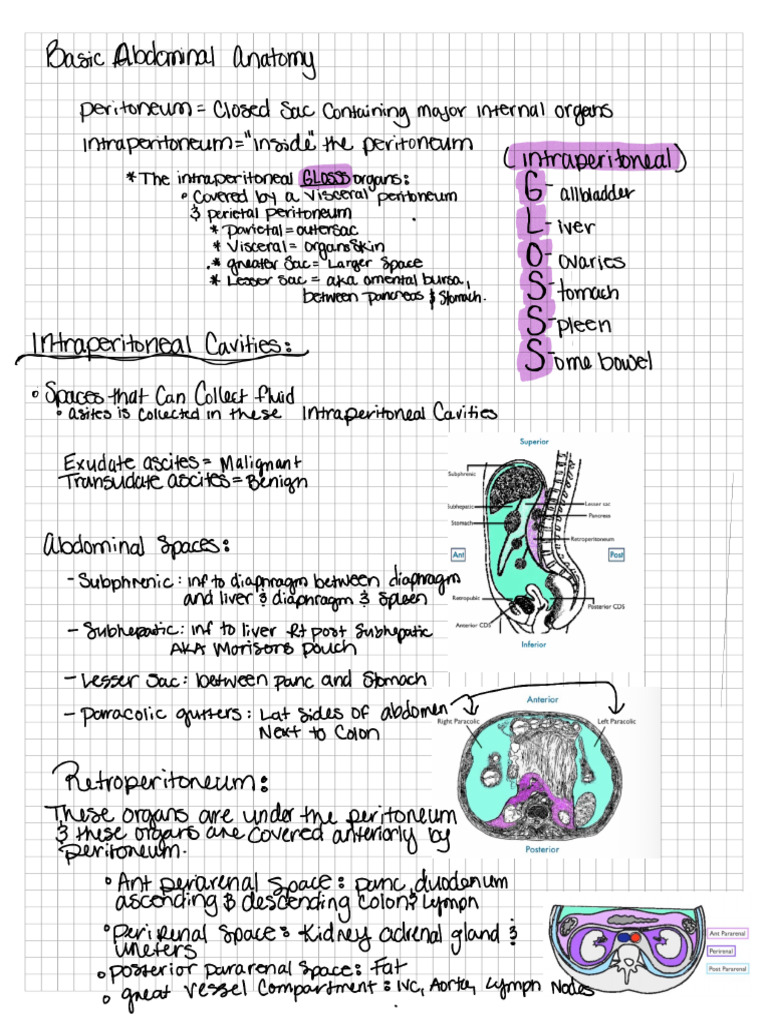 Abdominal Notes | PDF