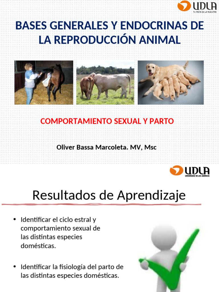 Reproducción Animal: Comportamiento y Parto | PDF | Parto | Vagina