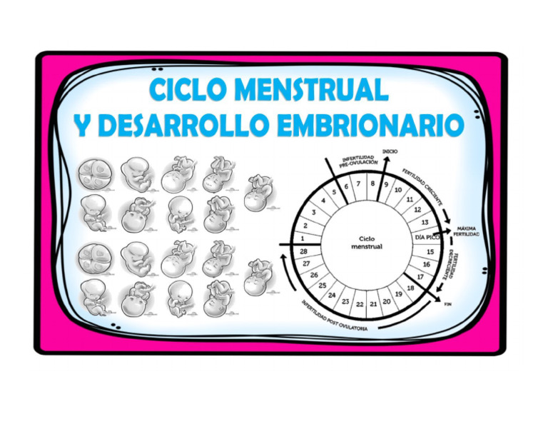 Ciclo Menstrual y Desarrollo Embrionario | PDF