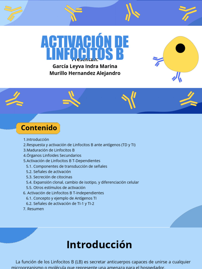 Activación de Linfocitos B | PDF | Célula B | Linfocitos