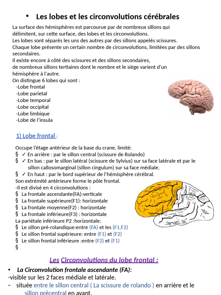 Circonvolutions et lobes cérébraux | PDF | Circonvolution cérébrale ...