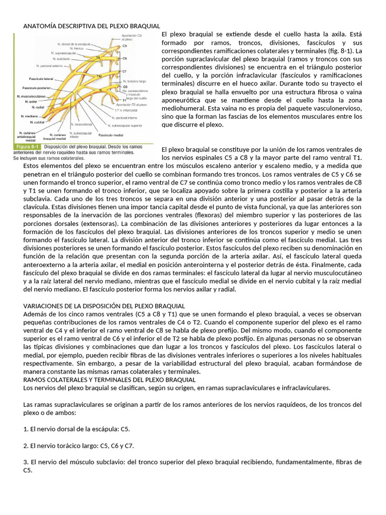 Anatomía del Plexo Braquial | PDF | Neuroanatomía | Sistema nervioso