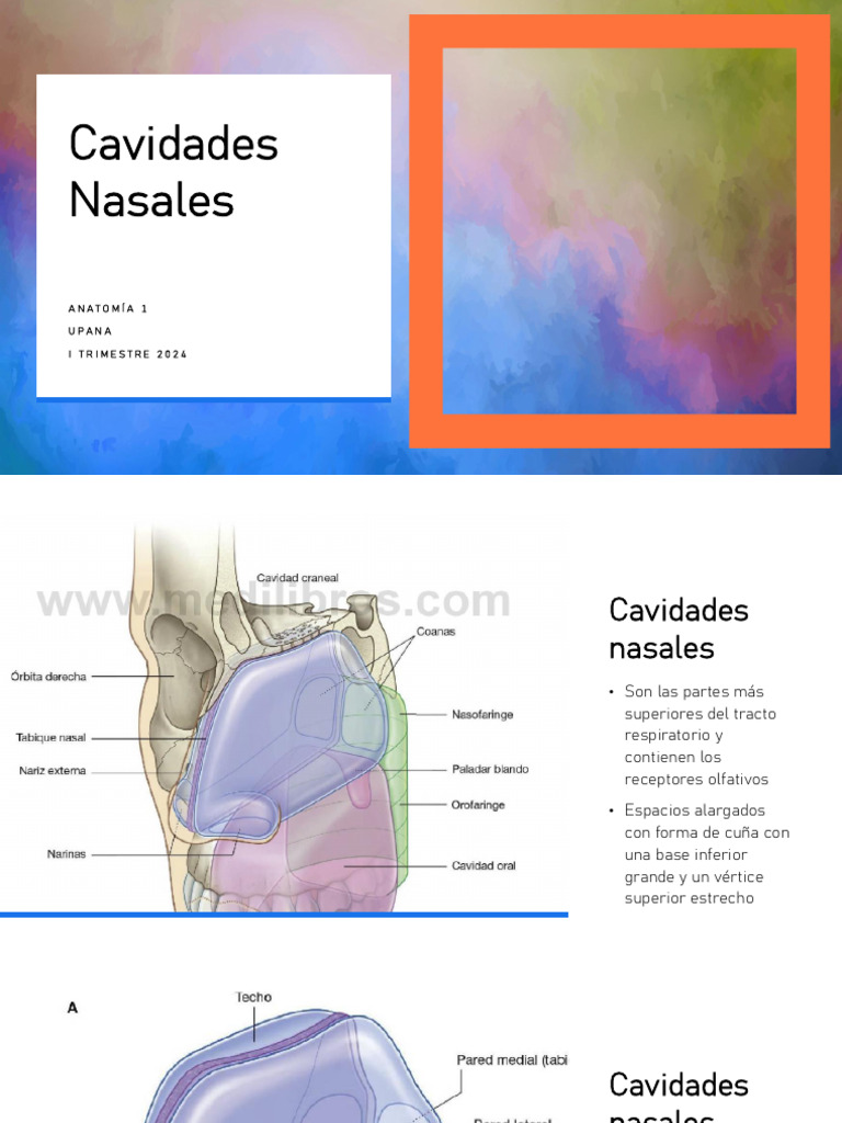 Cavidades Nasales | PDF | Nariz humana | Cara