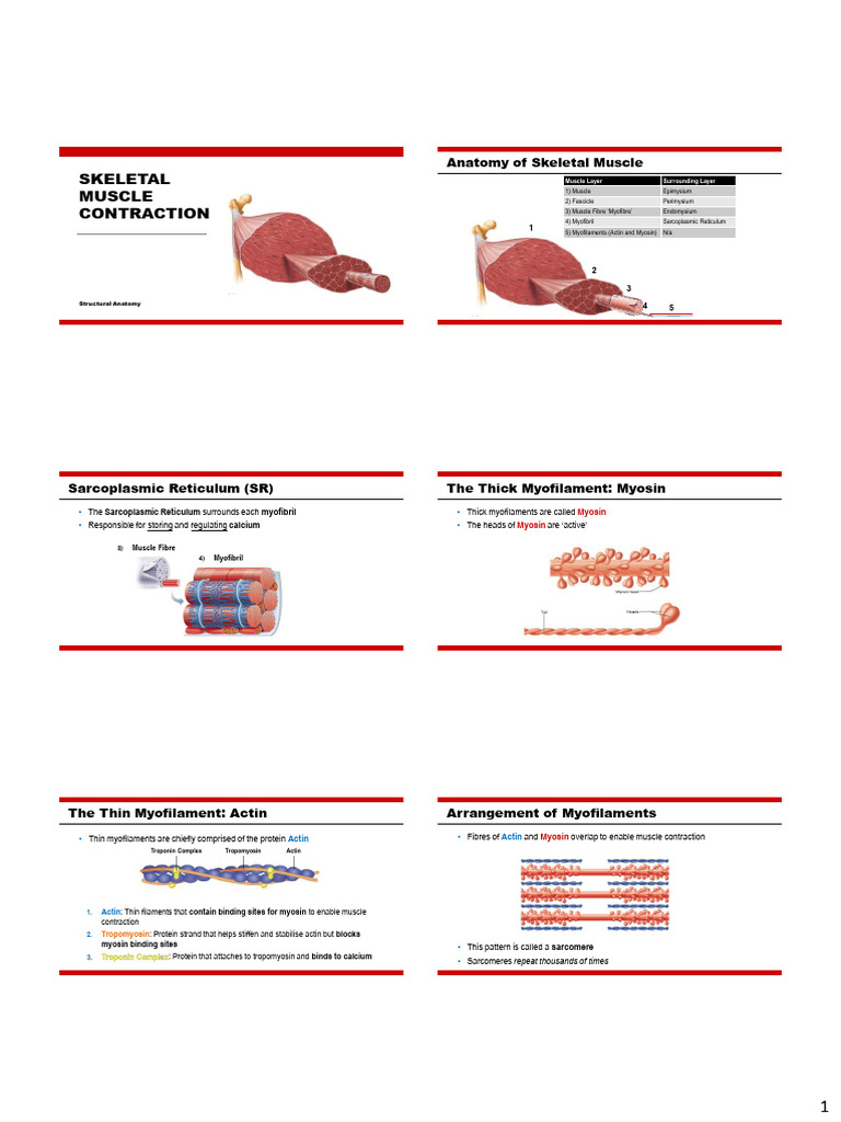 Lecture 8 - Skeletal Muscle Contraction | PDF | Motor Neuron | Muscle ...