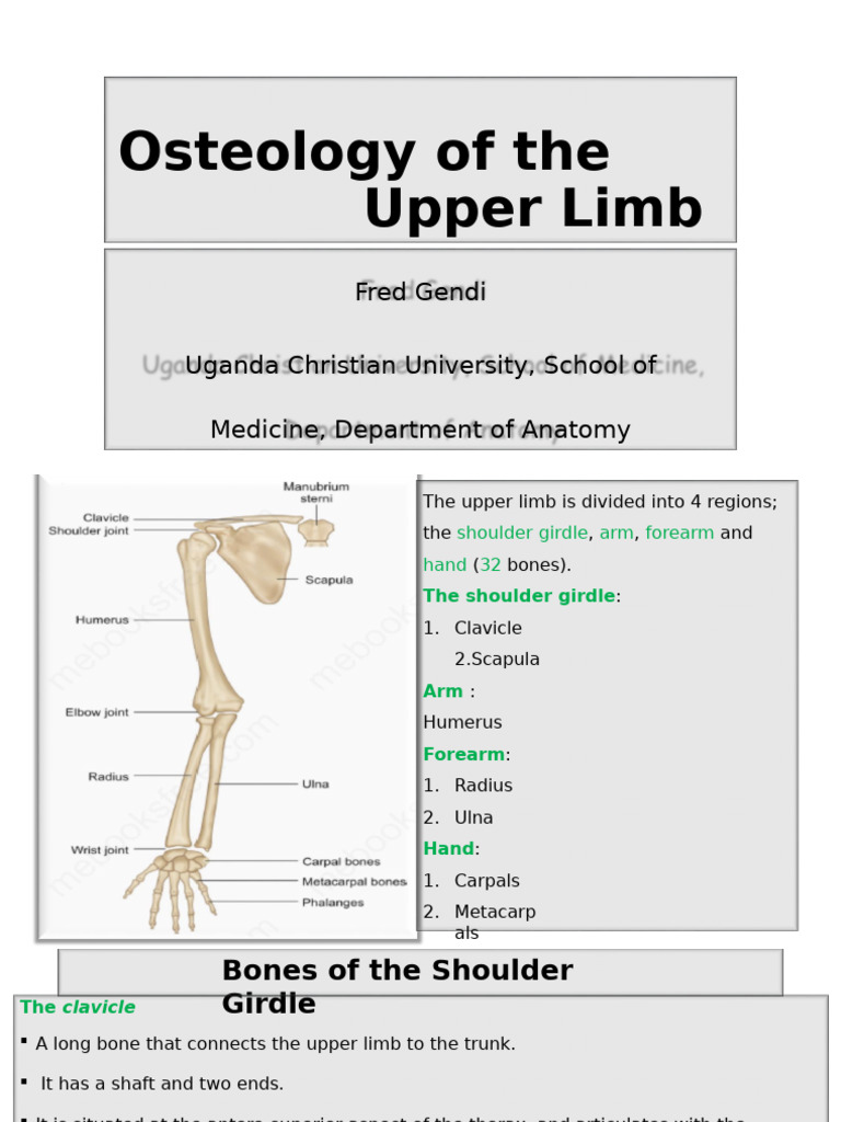Osteology of The Upper Limb UCU | PDF | Hand | Elbow