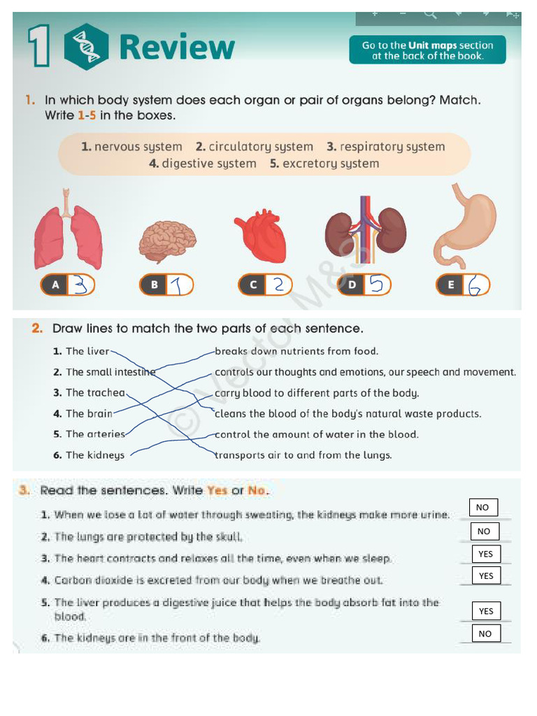 BODY SYSTEMS ANSWERS | PDF