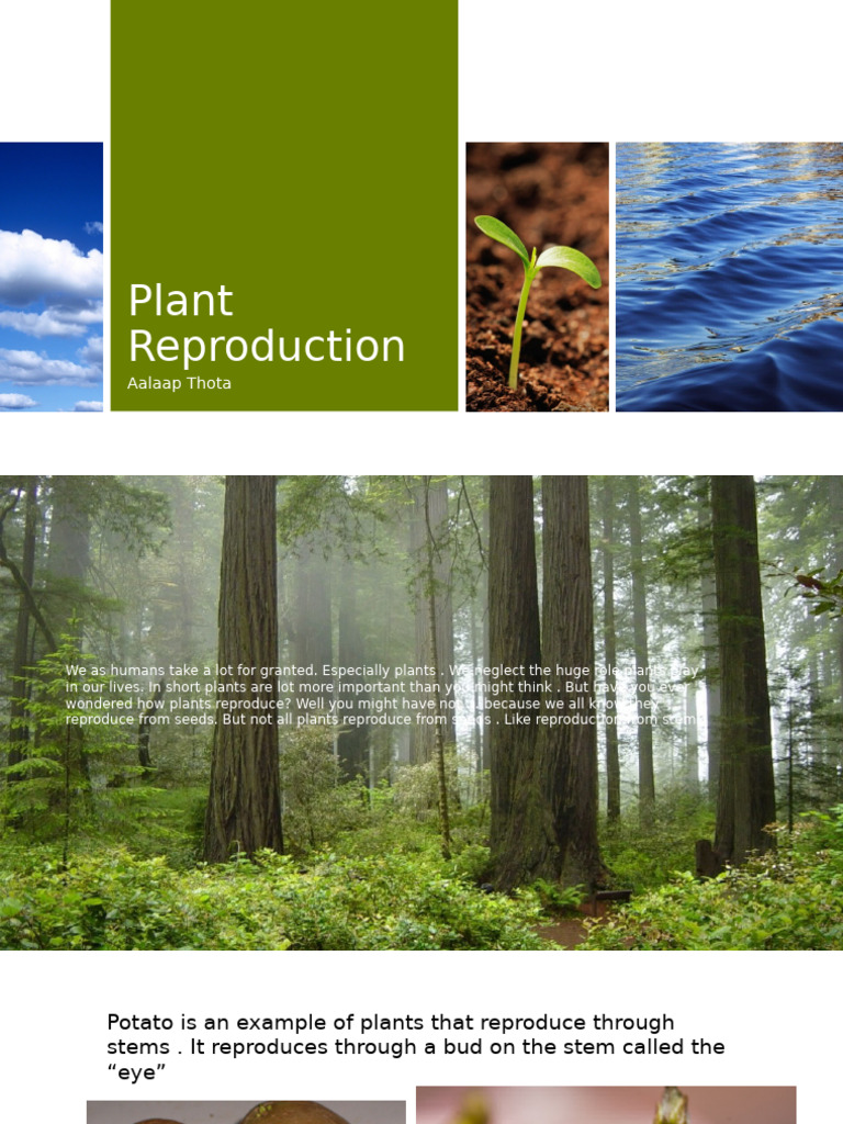 Plant Reproduction | PDF