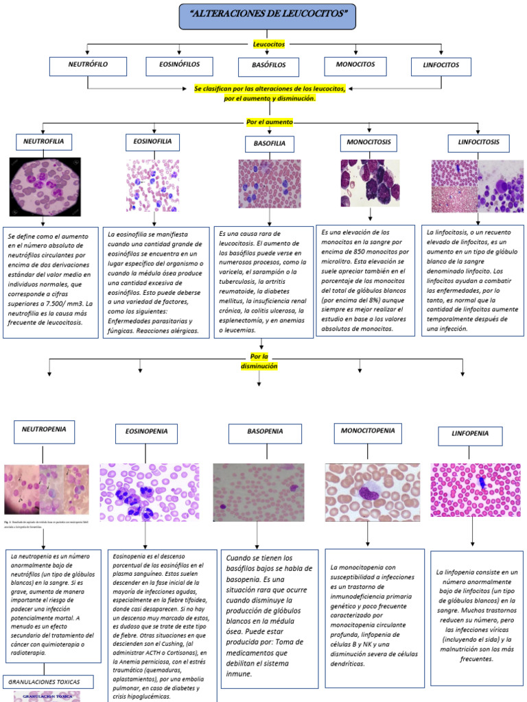 Cuadro de Las Alteraciones de Leucocitos | PDF | Leucocito | Especialidades Medicas