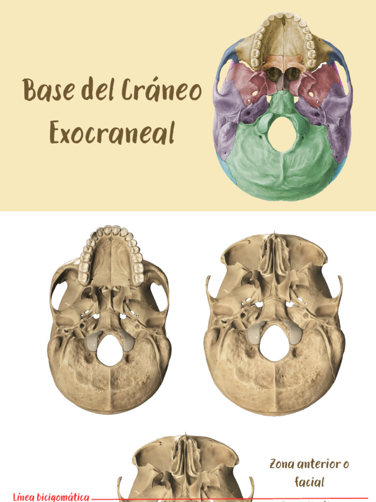 Base Del Cráneo Exocraneal | PDF | Sistema esquelético | Cabeza y ...