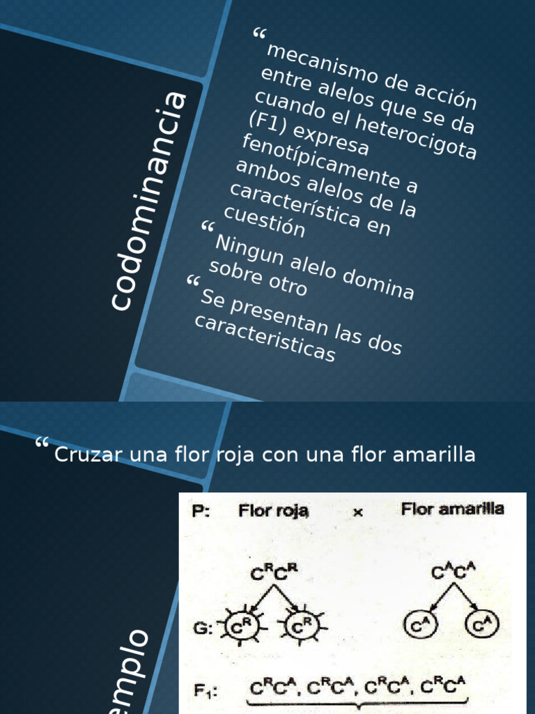Codominancia 120527224901 Phpapp01 | PDF