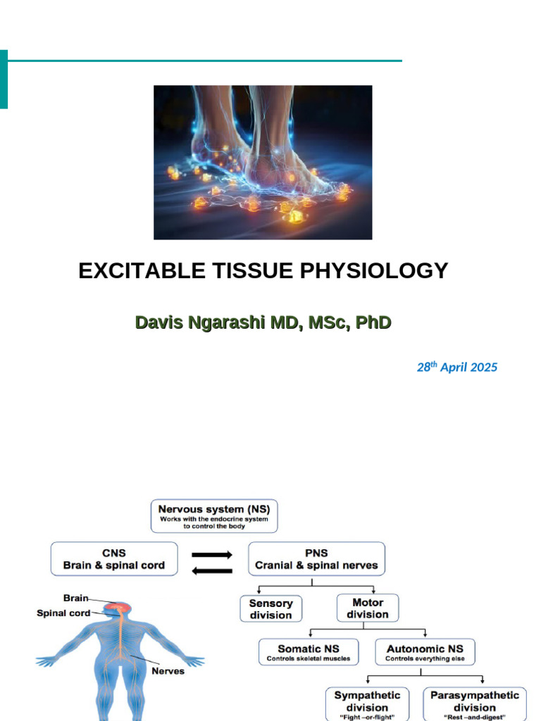 Excitable Tissue Physiology (Part I) | PDF | Chemical Synapse | Action ...