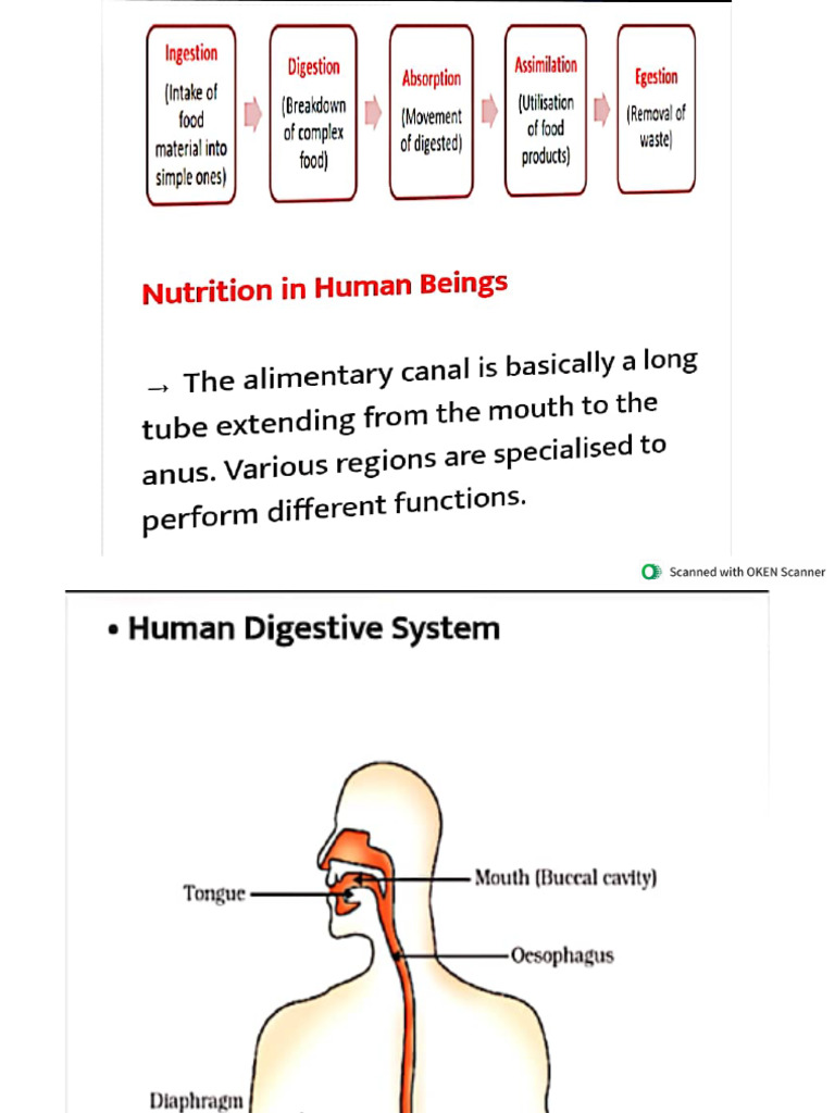 Life Process Notes (Human Digestion) | PDF