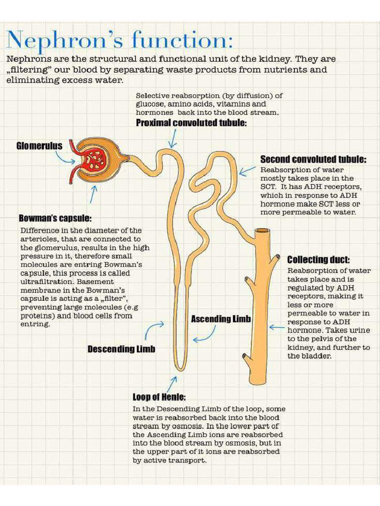 Function of Nephron | PDF