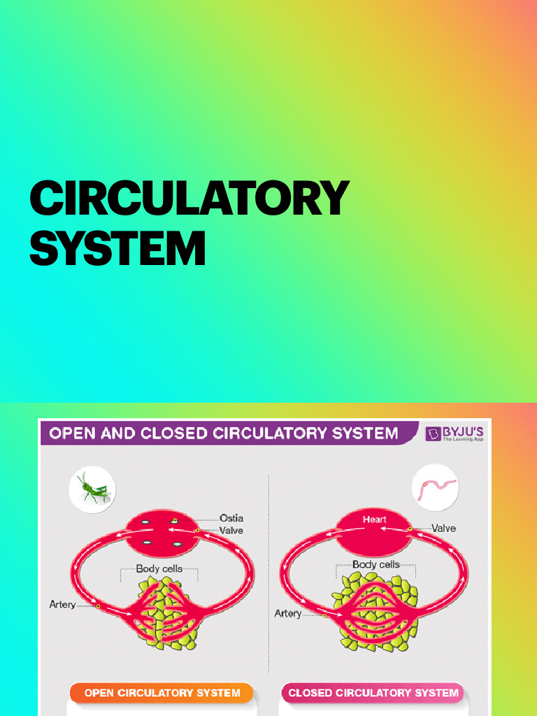 Arthropod Circulatory System Explained | PDF