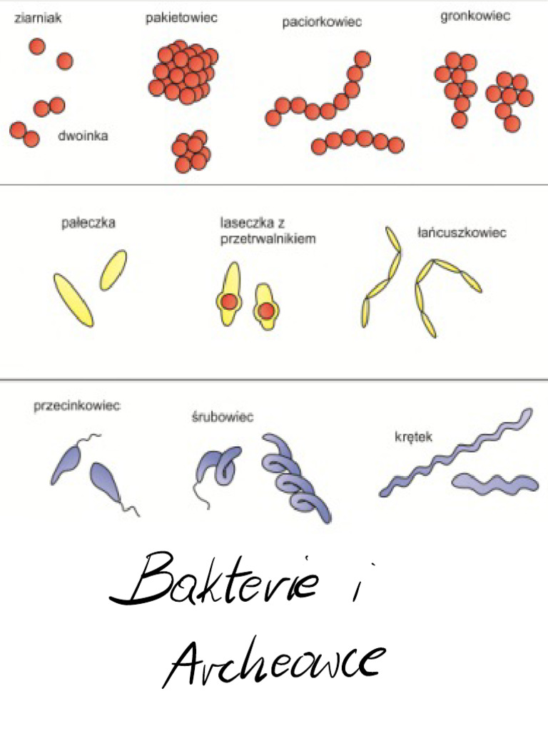 Bakterie Oraz Rozne Archeowce Biologiczna Matura 2026 | PDF