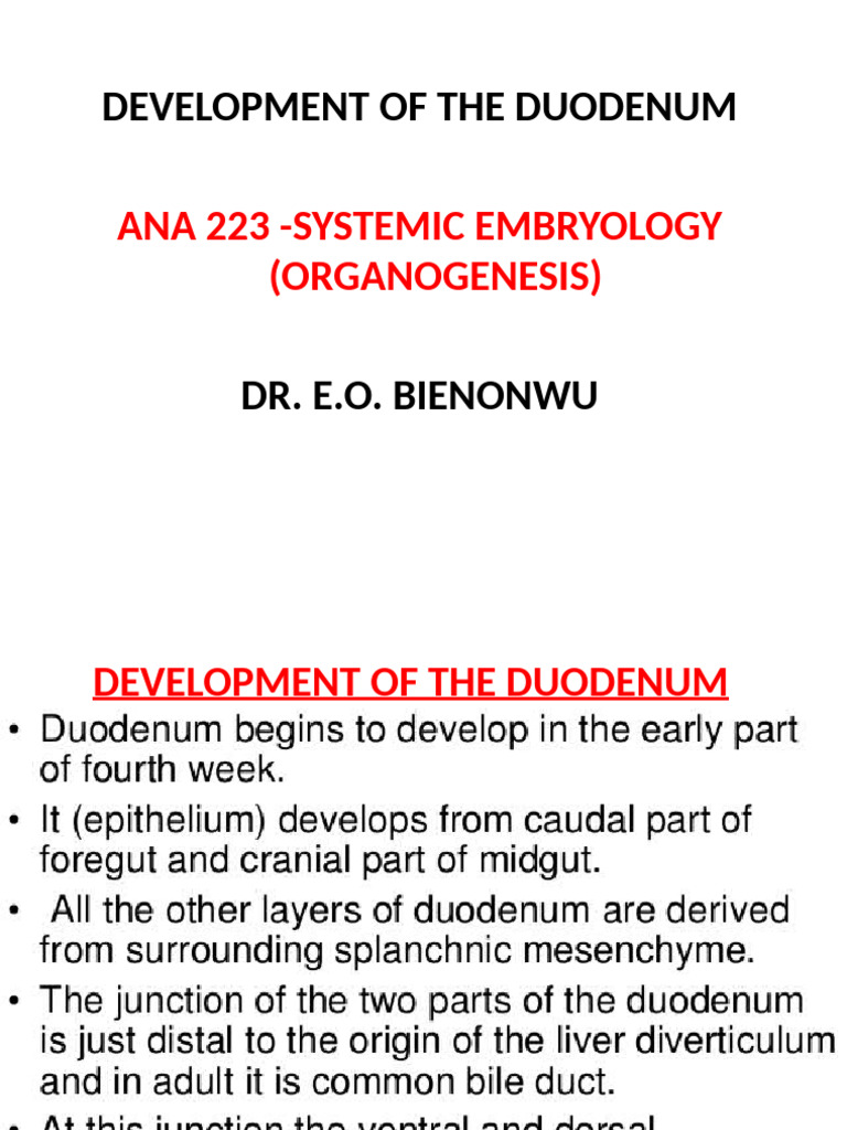 Ana223 Development of The Duodenum PPT..DR - Emma New | PDF