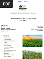 Crop Growth Chart - Maize: Stage VE V2 V5 V8 V12 V16 R1 R5 | PDF